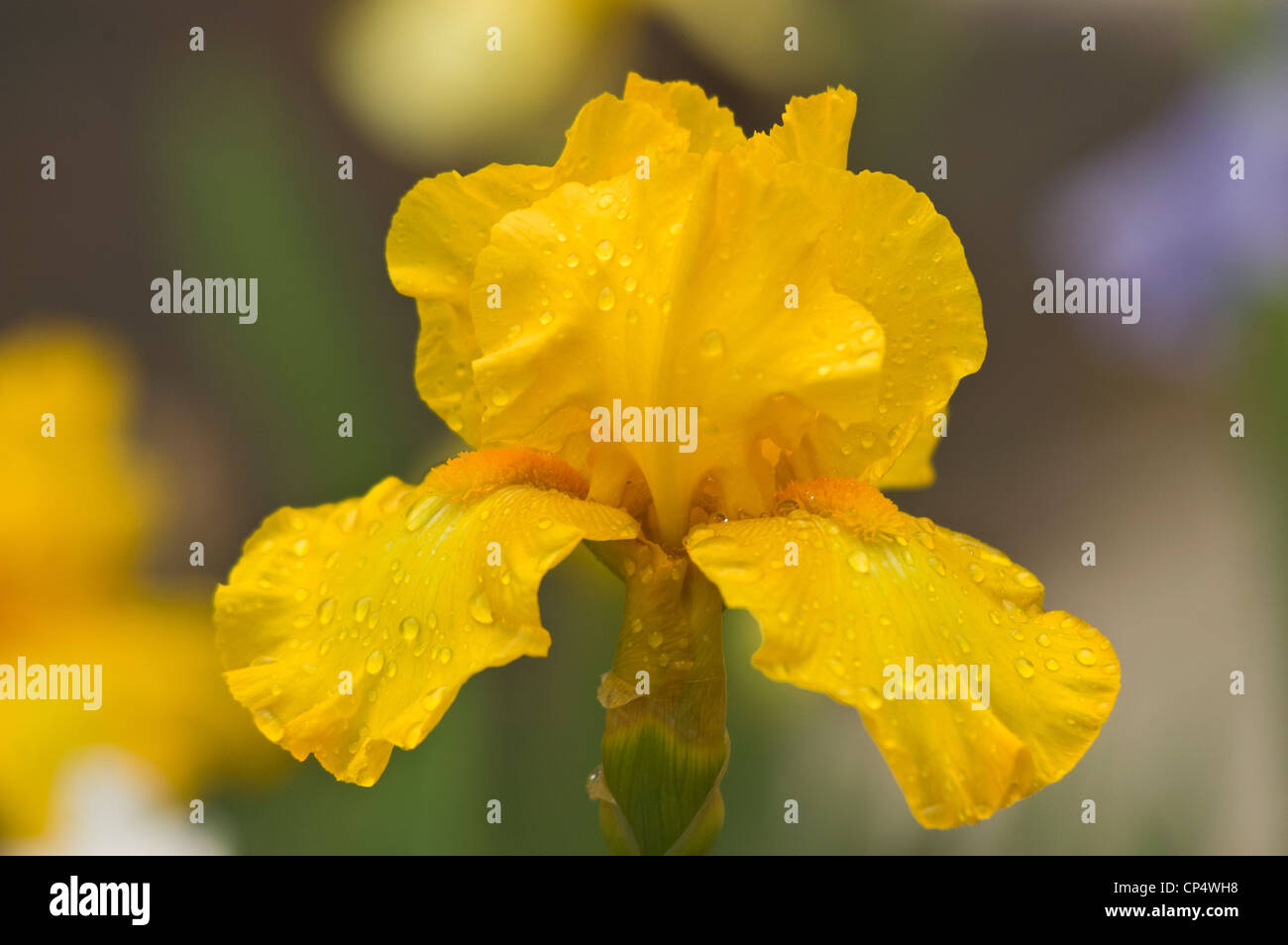 Yellow one iris flower close up Stock Photo - Alamy
