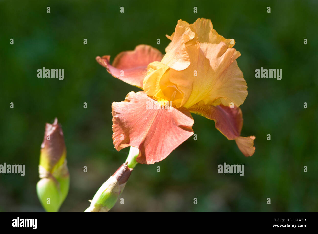 One red yellow pink iris flower close up Stock Photo - Alamy