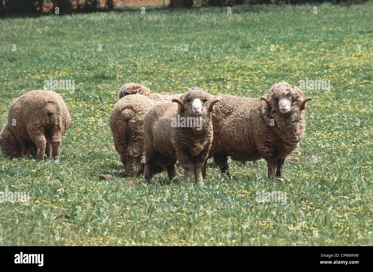 Burra south australia sheep hi-res stock photography and images - Alamy