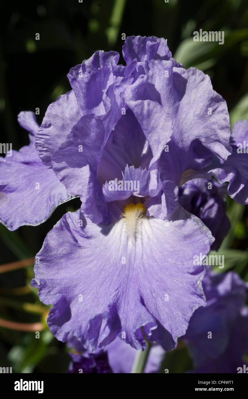 One blue iris flower close up hi-res stock photography and images - Alamy