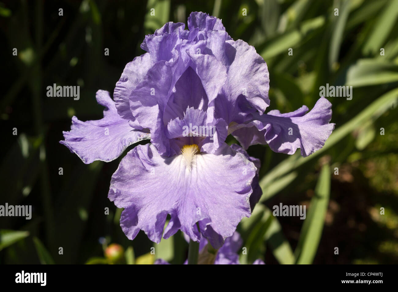 One blue iris flower close up hi-res stock photography and images - Alamy