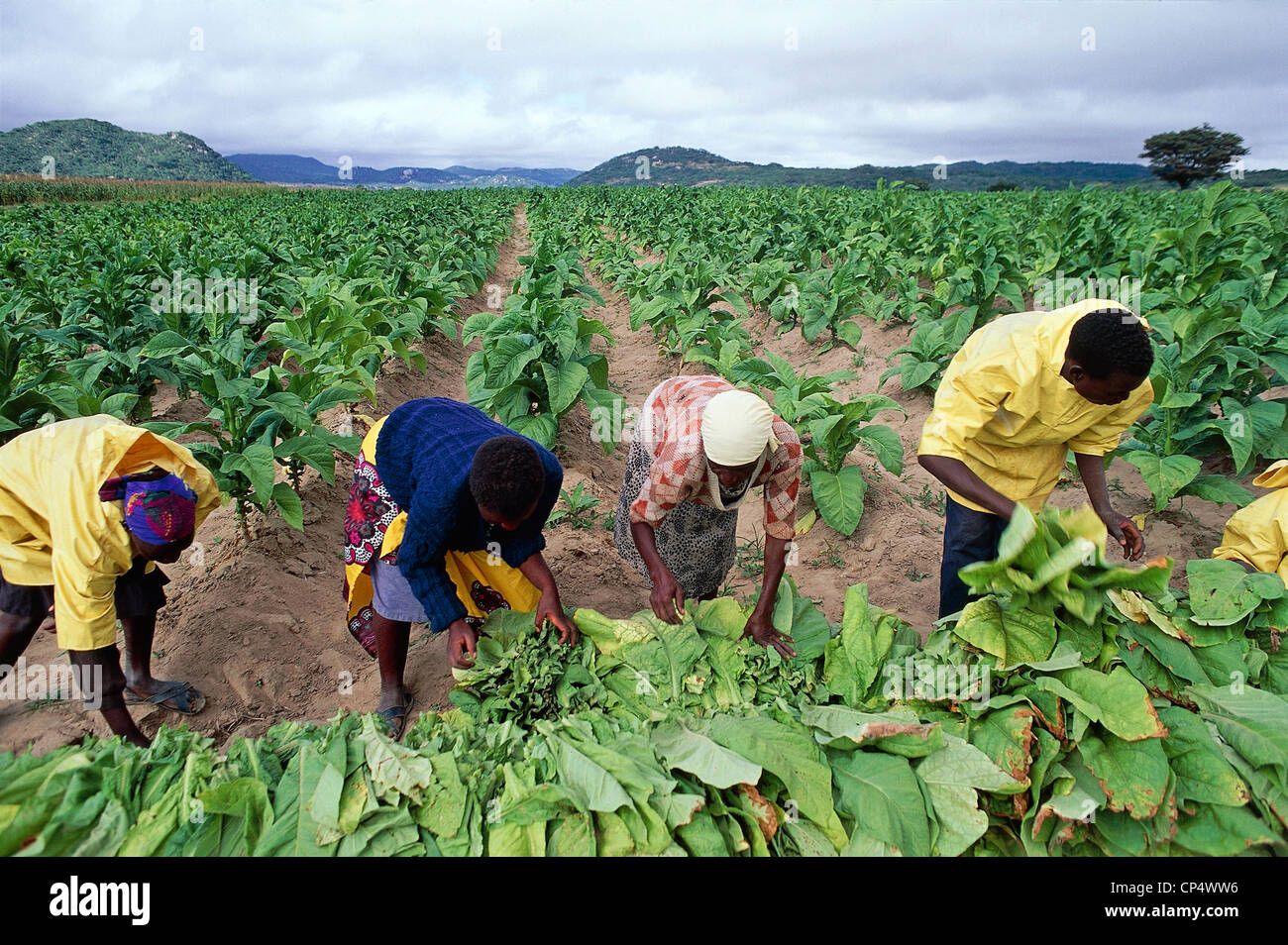 Zimbabwe - Rusape. Collection of tobacco Stock Photo - Alamy