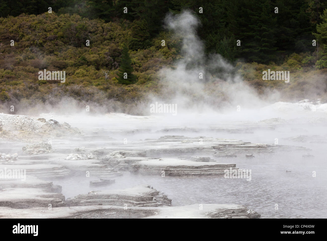 Bubbling mud pools at the Hell's Gate geothermal area, Rotorua, North ...