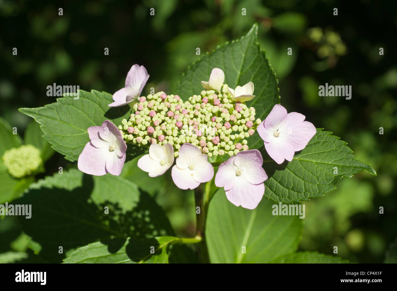 White pink flowers of Hydrangea Macrophylla Normalis, Lacecap Hydrangea Stock Photo - Alamy