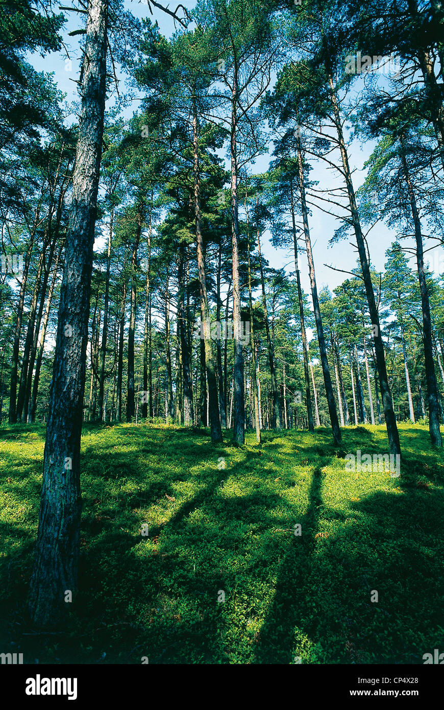SWEDEN island of Gotland Boreal forest Stock Photo - Alamy