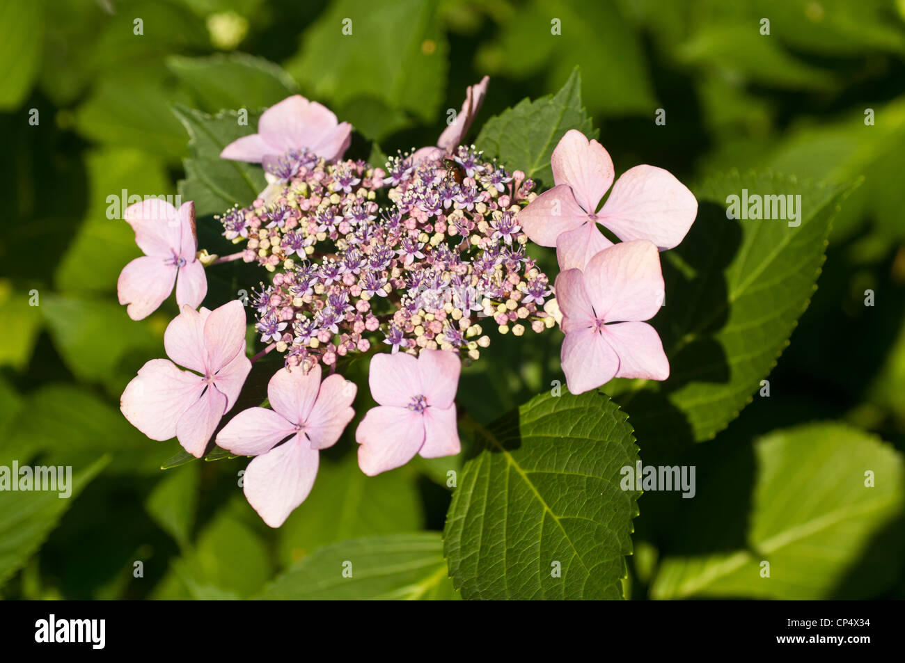 White pink flowers of Hydrangea Macrophylla Normalis, Lacecap Hydrangea Stock Photo - Alamy