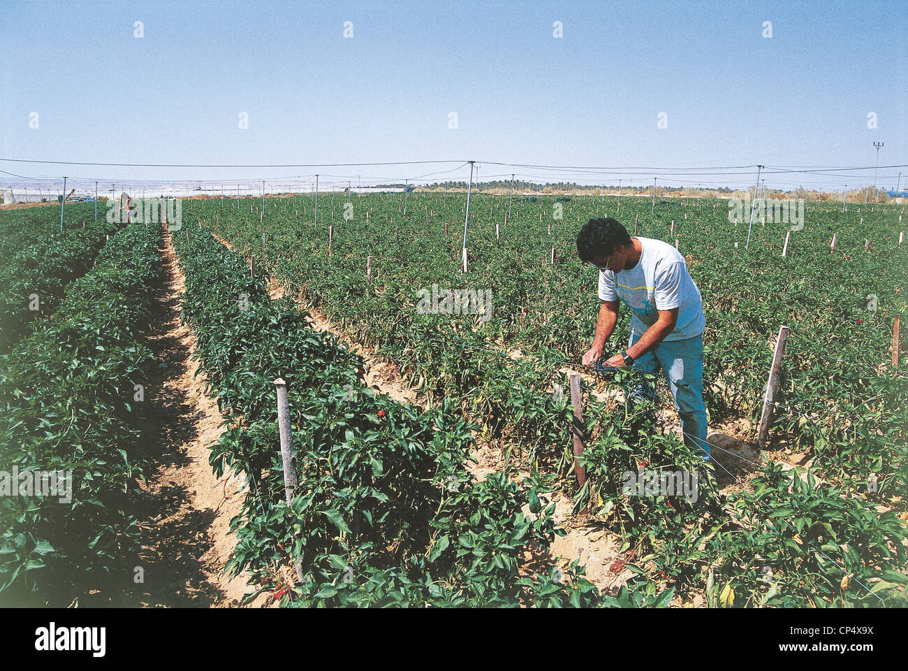 AROUND ISRAEL Kibbutz ELAT Stock Photo - Alamy