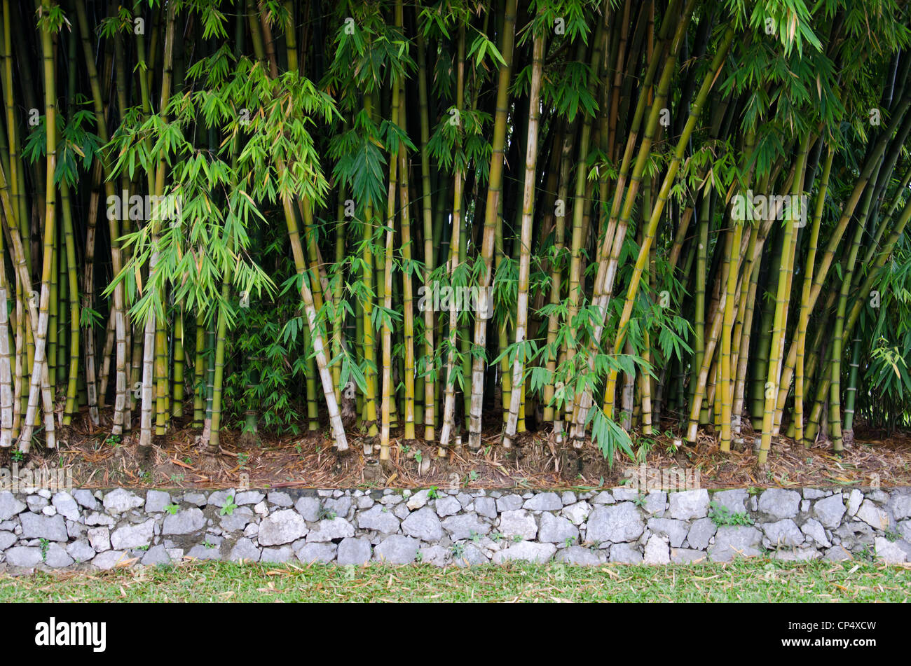 Bamboo tree in garden Stock Photo - Alamy