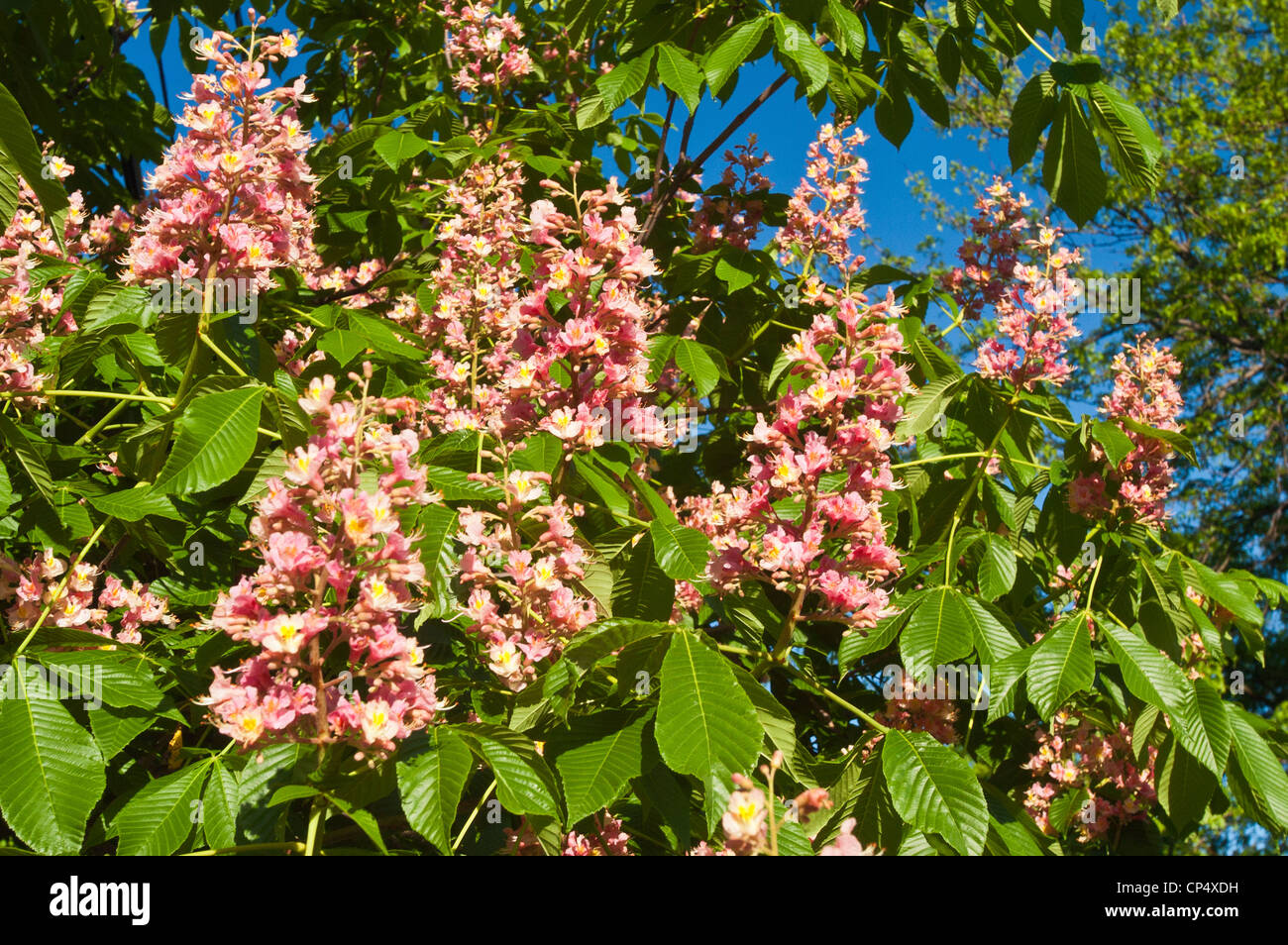 Red spring flowers of red horse chestnut aesculus x carnea hi-res stock ...