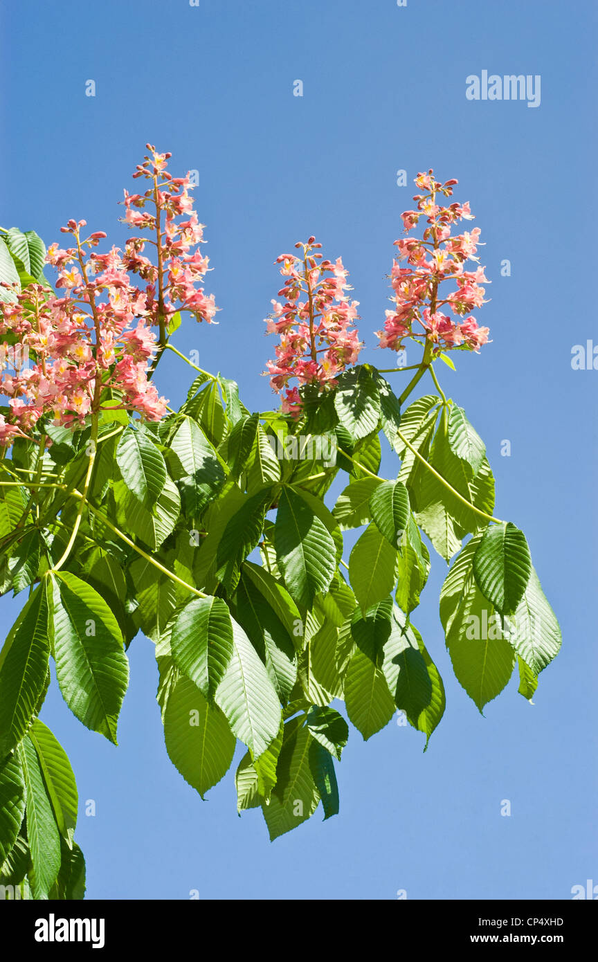 Red Horse chestnut - Aesculus x carnea Stock Photo - Alamy