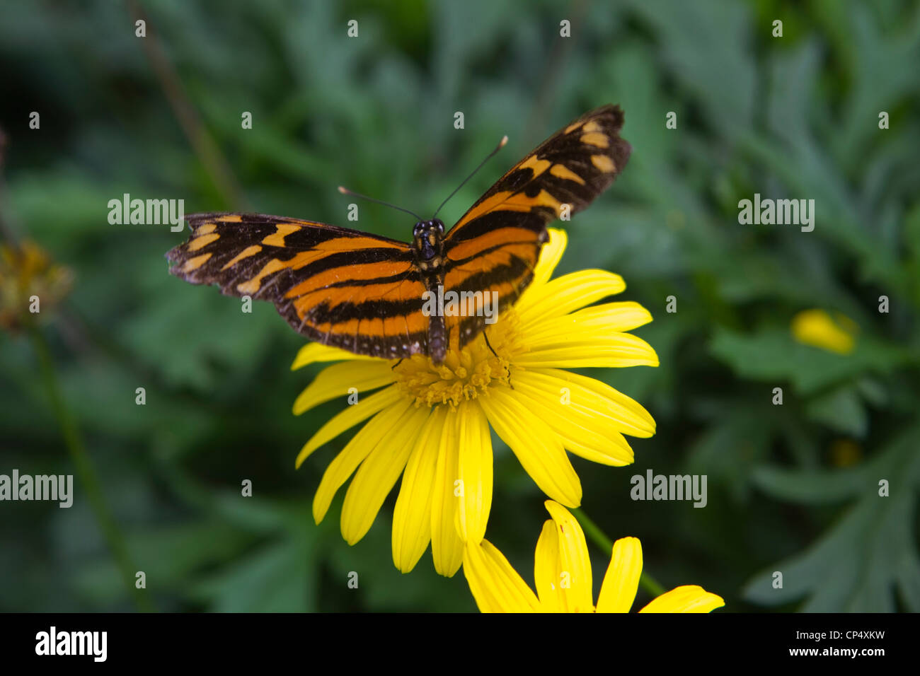 Striped tropical butterfly hi-res stock photography and images - Alamy