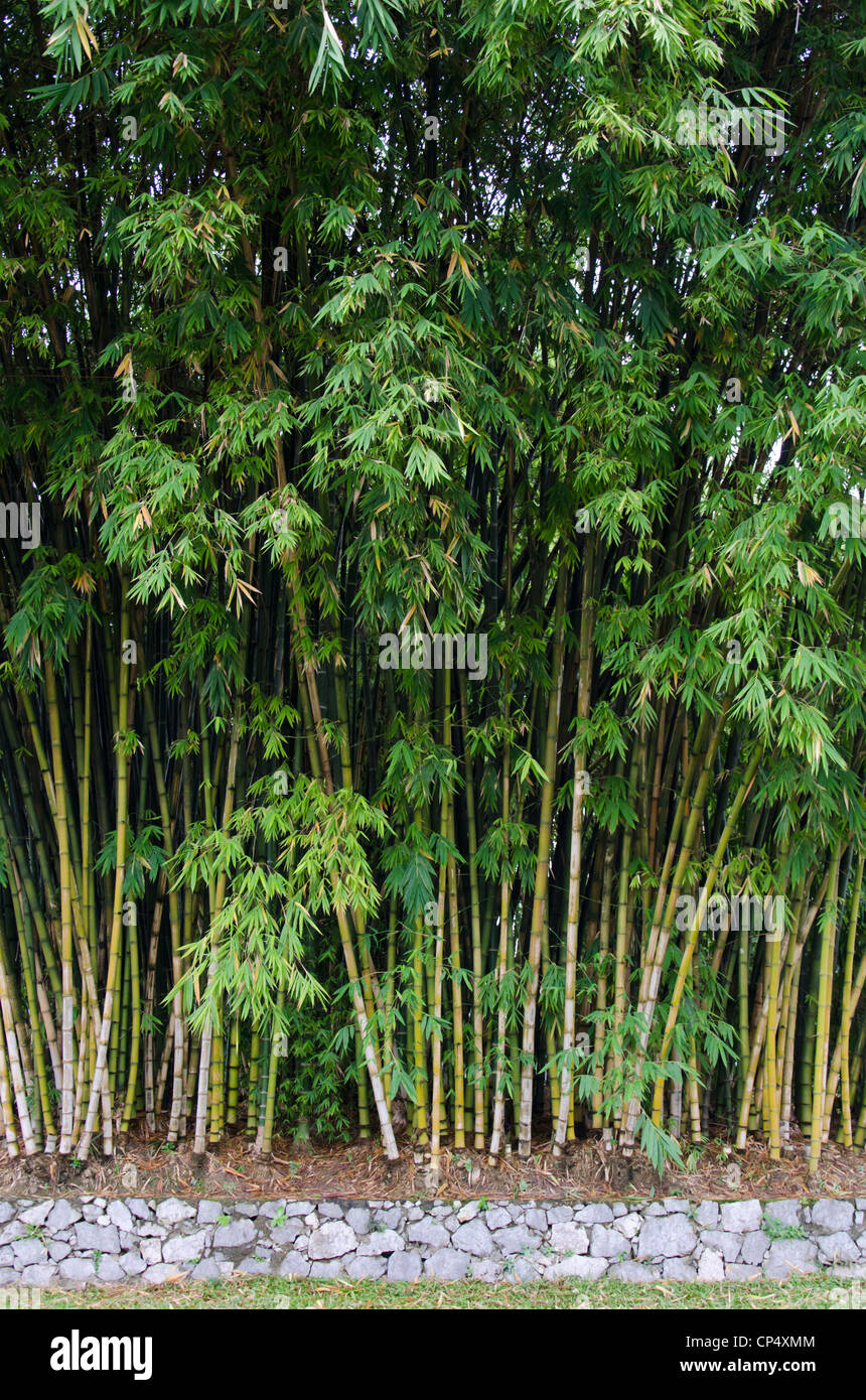 Bamboo tree in garden Stock Photo - Alamy