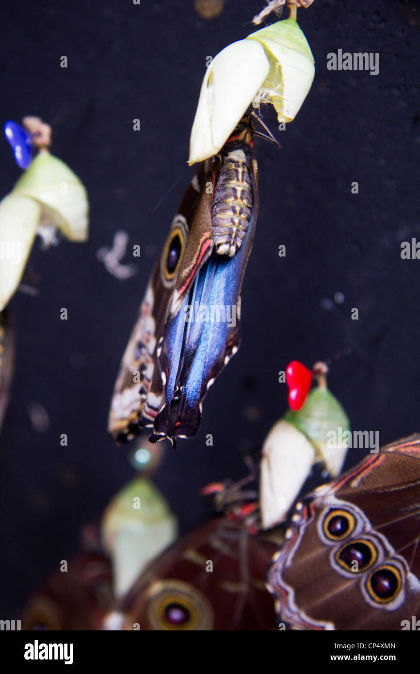 Morpho blue butterfly emerging hi-res stock photography and images - Alamy