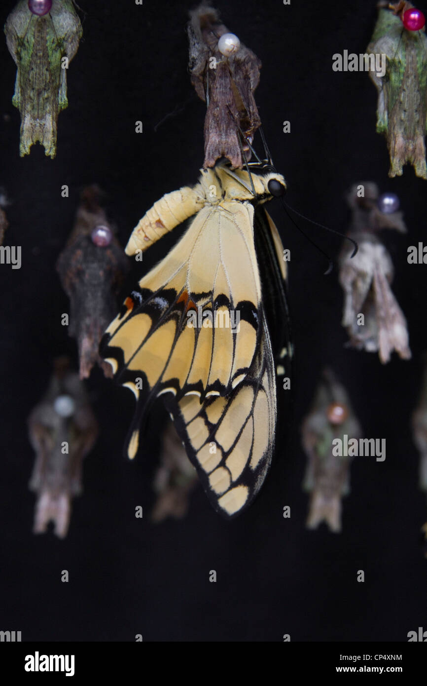 Morpho blue butterfly emerging hi-res stock photography and images - Alamy