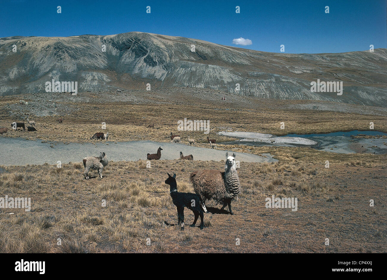 Peru - the Andes - Cordillera Real. Group of llamas (Lama glama) and ...