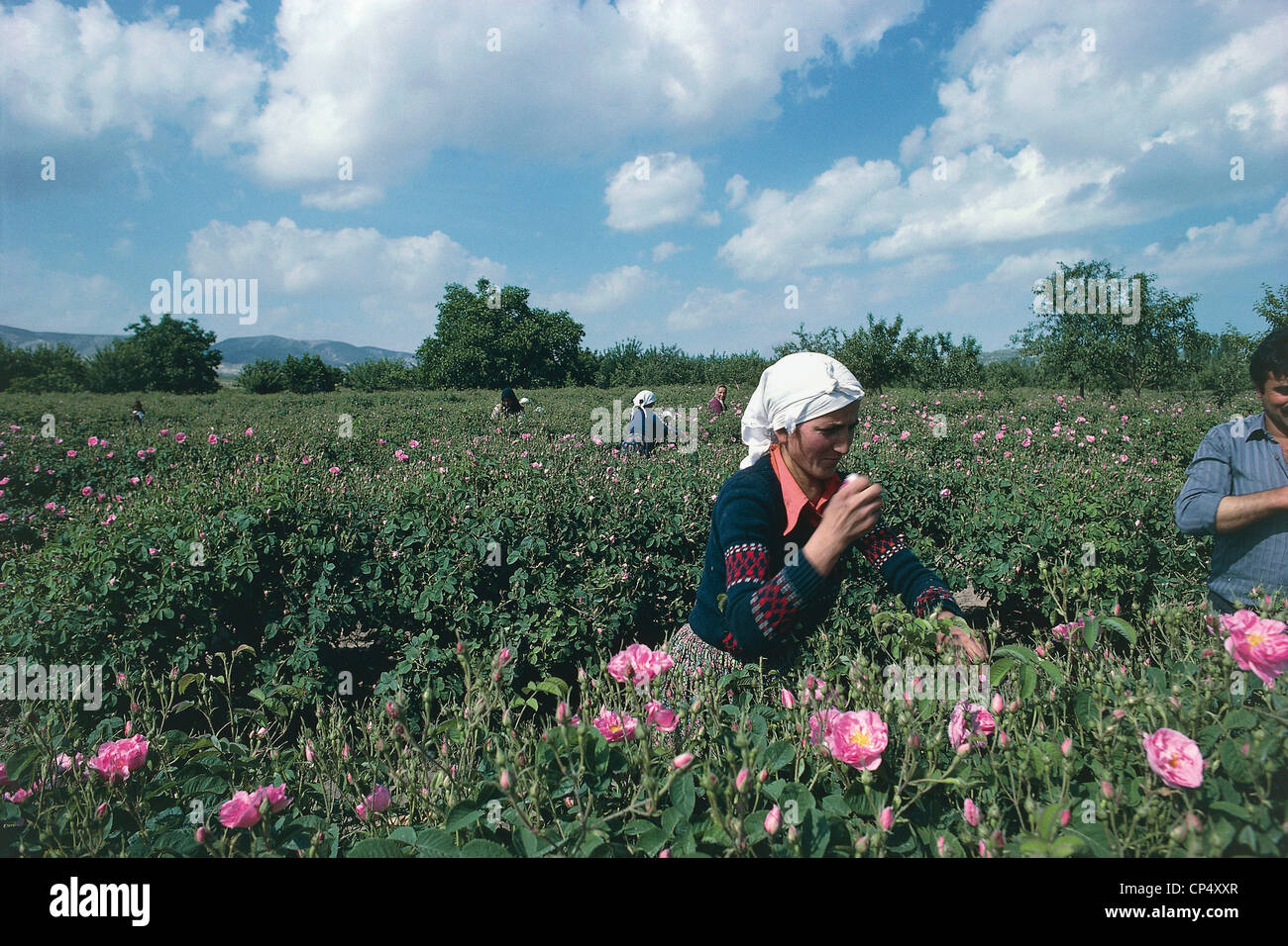 Turkey - Isparta. Collection of roses Stock Photo - Alamy