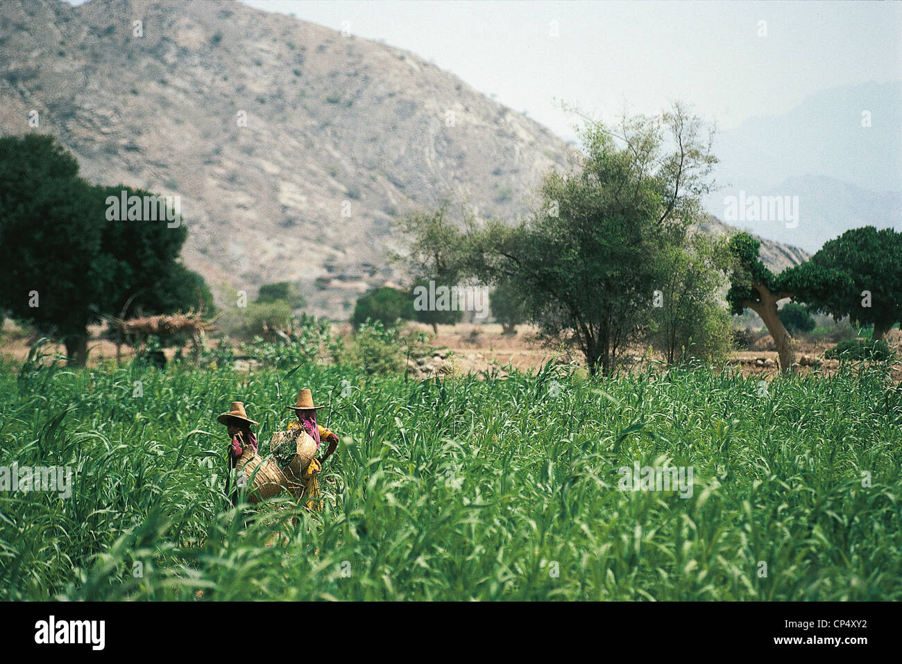 Tihama crops hi-res stock photography and images - Alamy