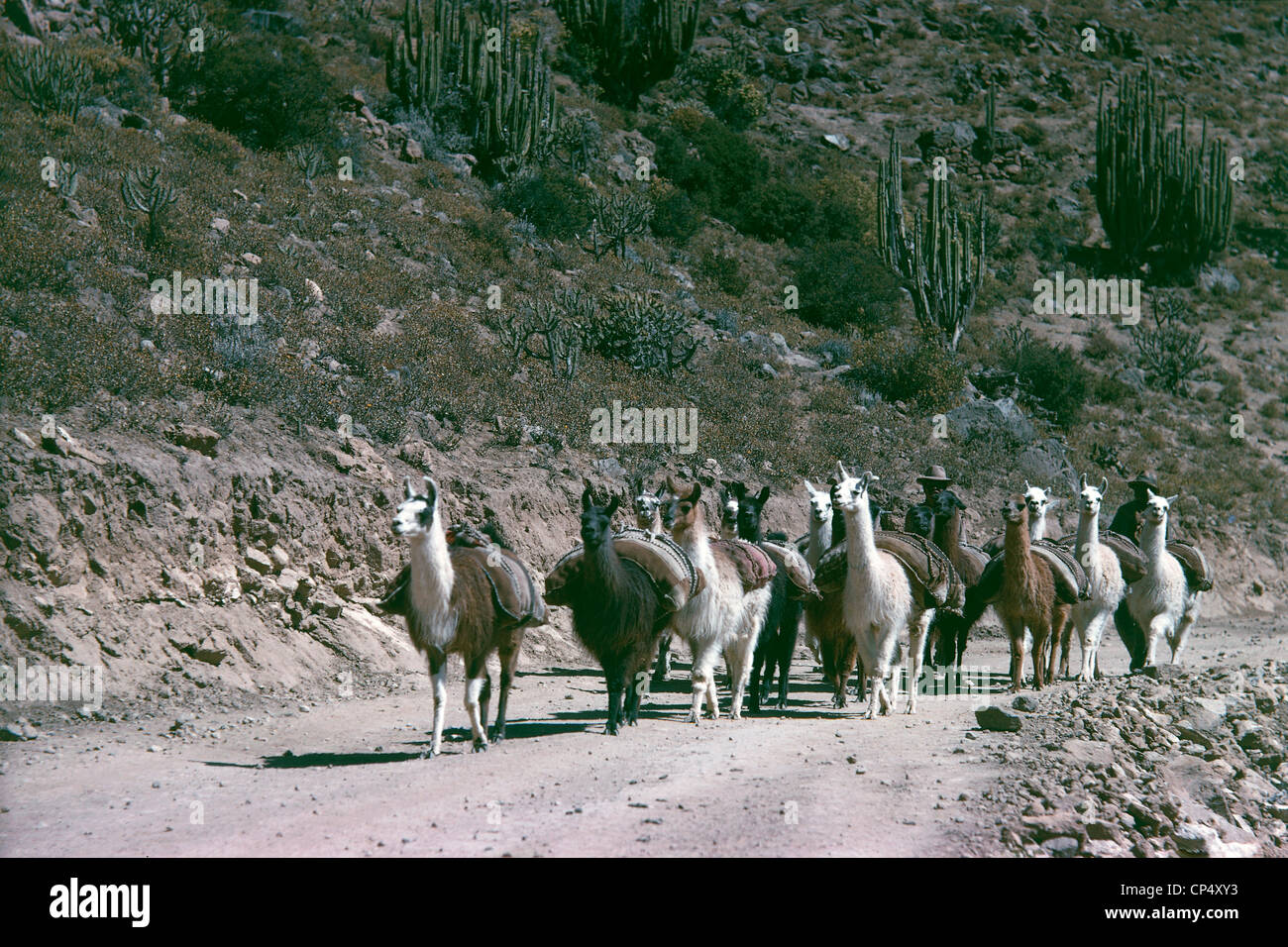 Peru '- chain of the Andes. Group of llamas Stock Photo - Alamy