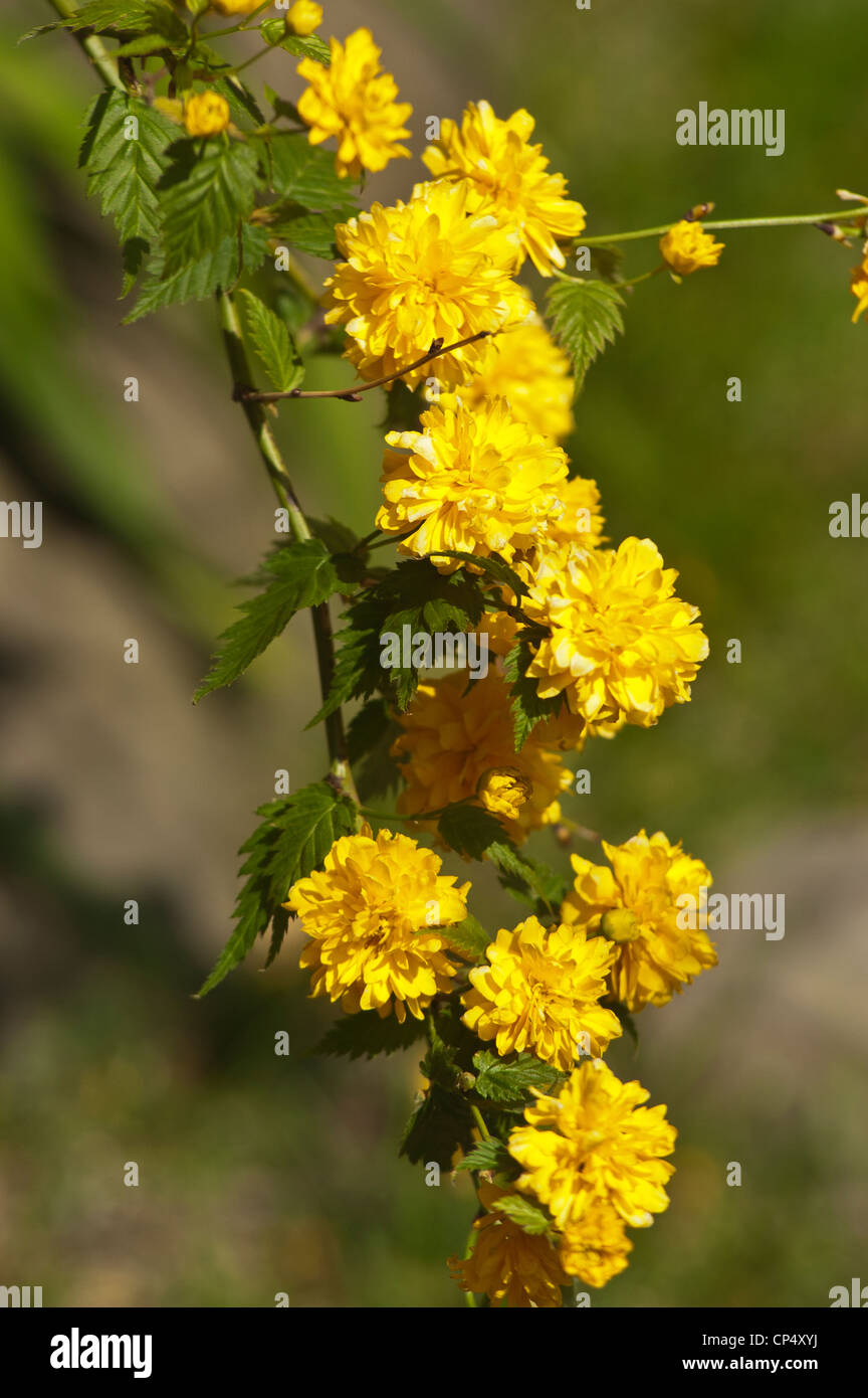 Yellow spring flowers of Kerria japonica Pleniflora Stock Photo - Alamy