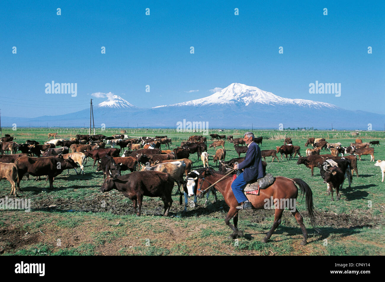 Armenia - Mount Ararat Valley. Cattle rancher with a herd Stock Photo ...