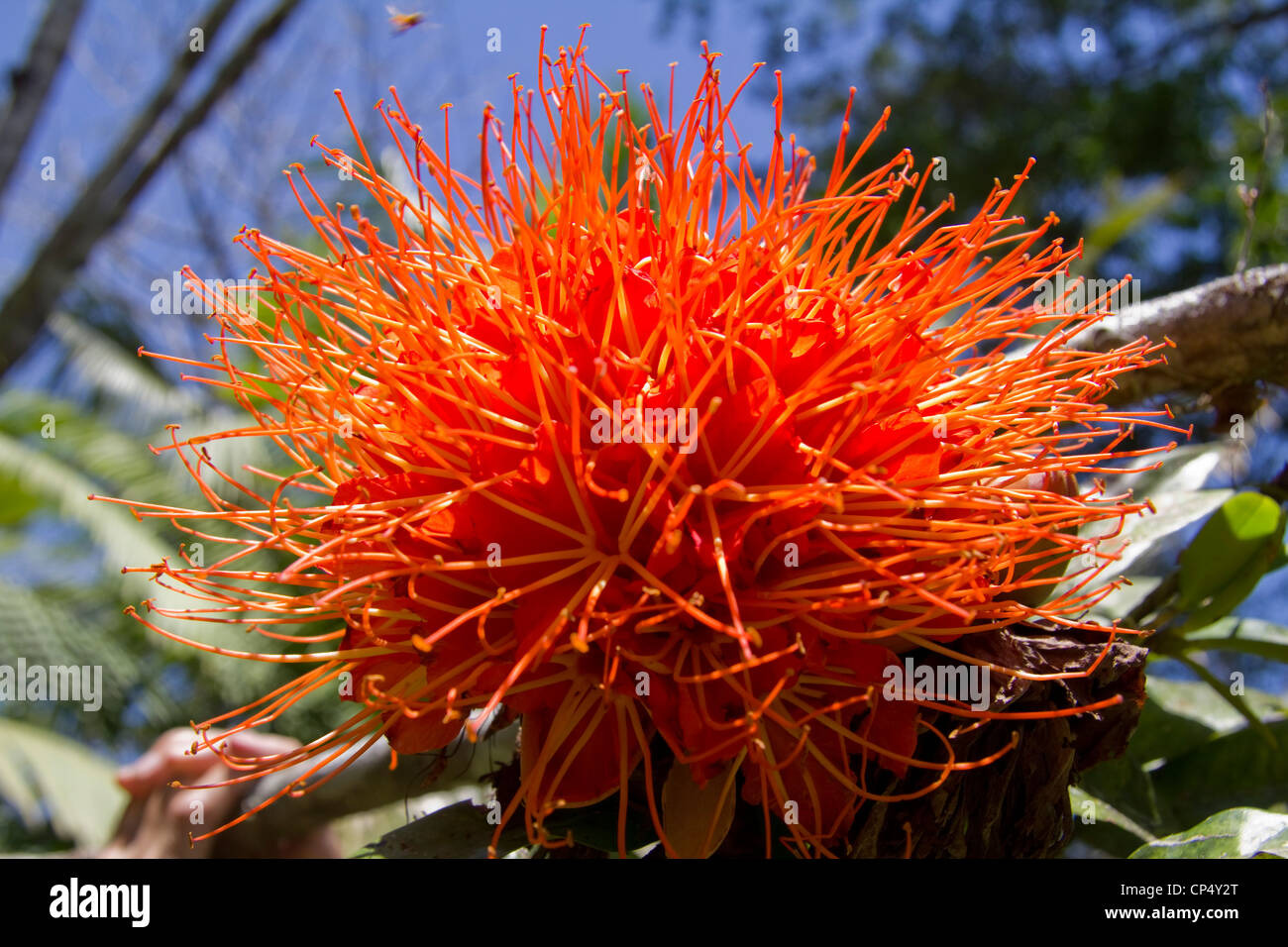 Brownea flower brownea macrophylla hi-res stock photography and images ...