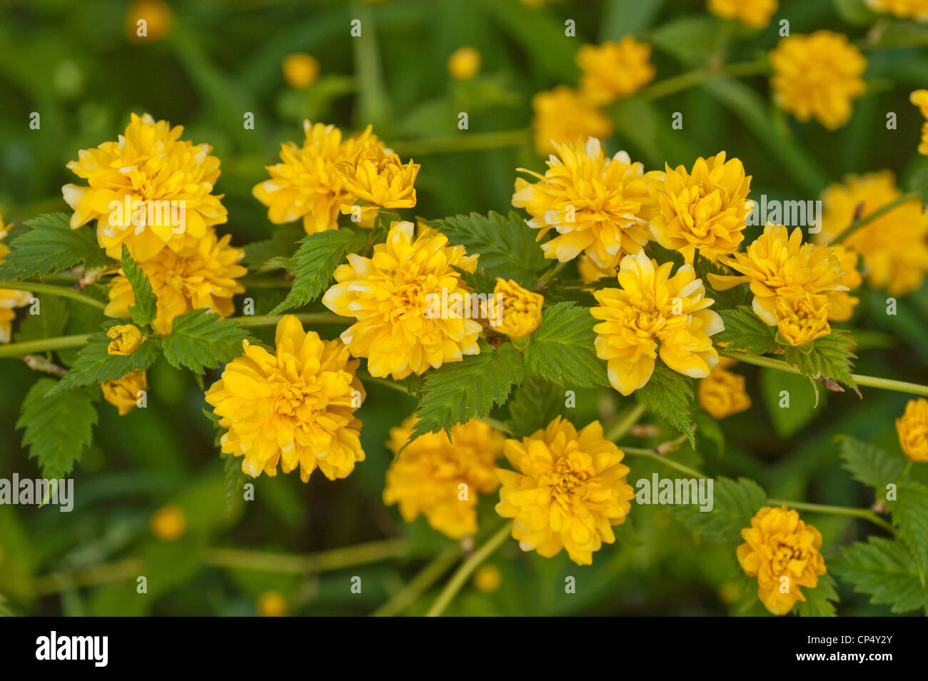 Yellow spring flowers of Kerria japonica Pleniflora Stock Photo - Alamy