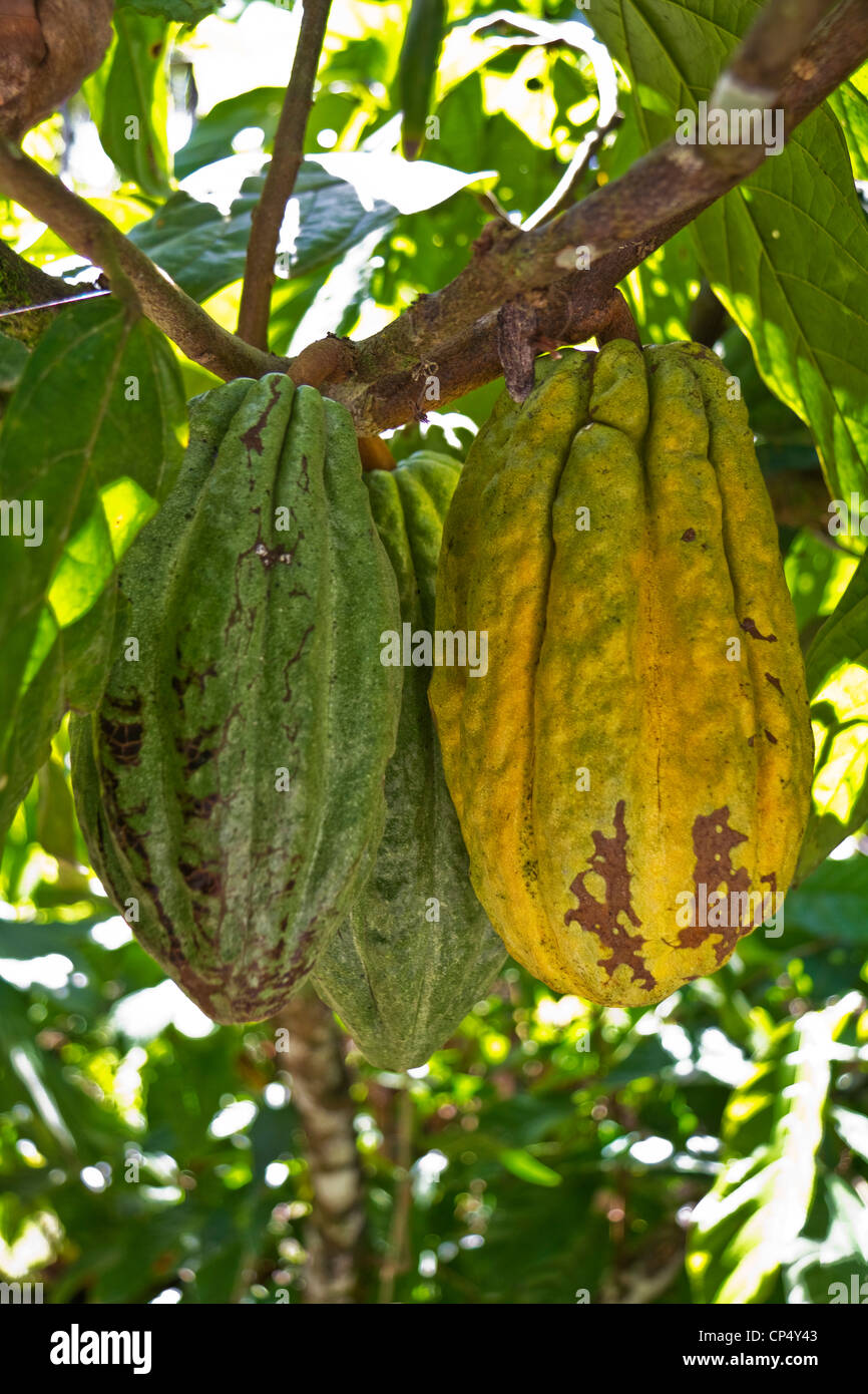Cacao tree with pods at the research centre CATIE Turrialba, Costa Rica ...