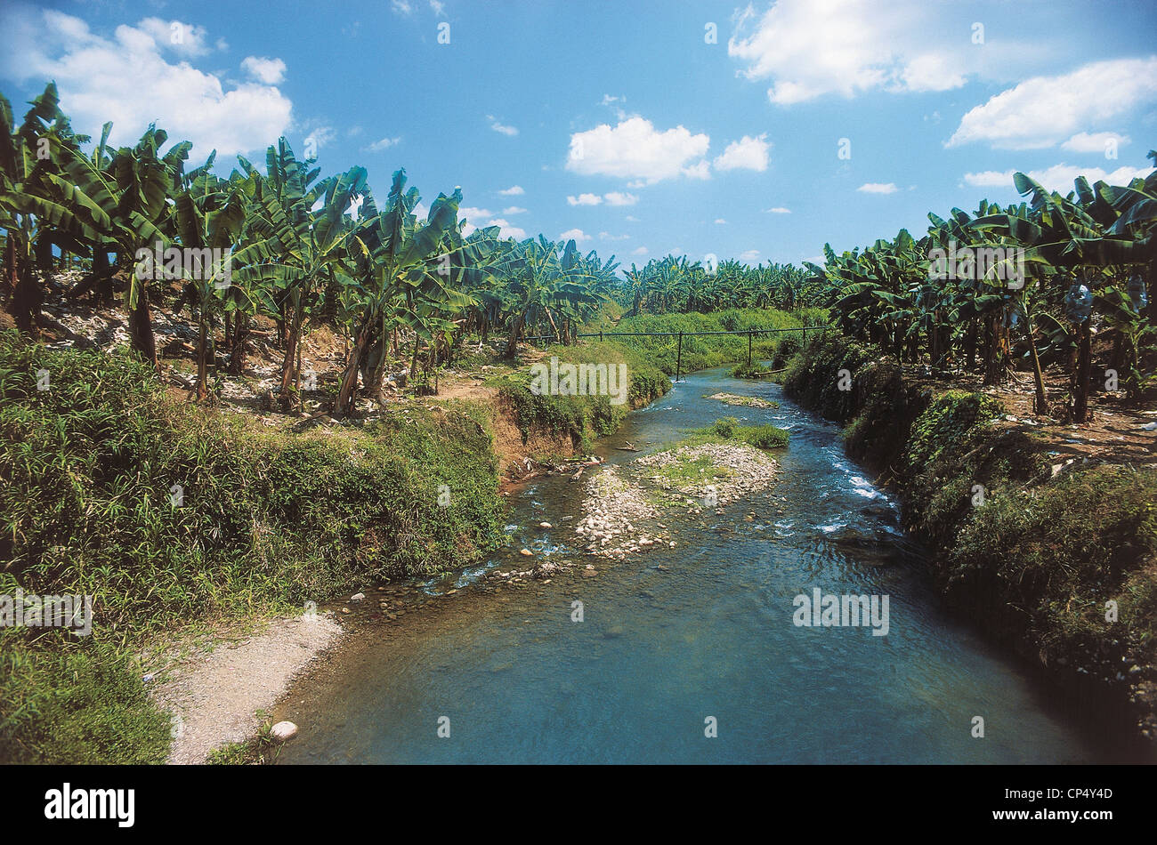 Costa Rica - banana plantation Stock Photo - Alamy