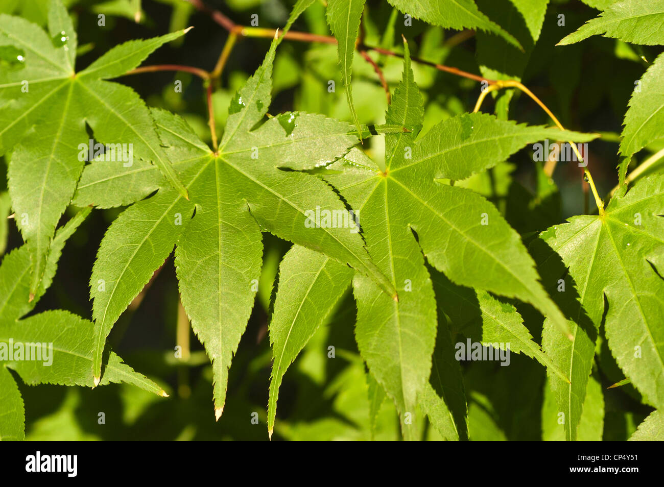 Green leaves, foliage of Japanese Maple, Palm Maple, Acer Palmatum ...