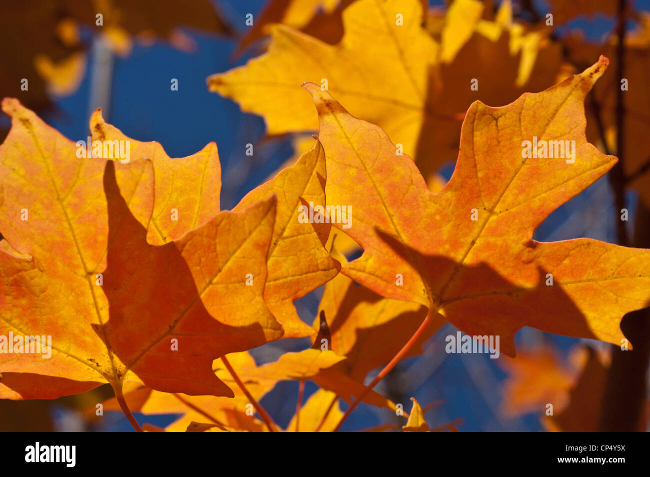 Yellow autumn fall leaves foliage of Red maple, Acer rubrum Stock Photo ...