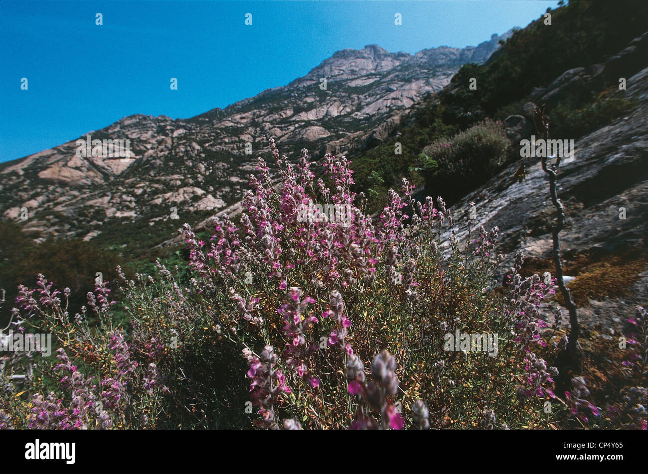 Tuscany - Island of Monte Cristo (Li). Teucrium Marum Stock Photo - Alamy