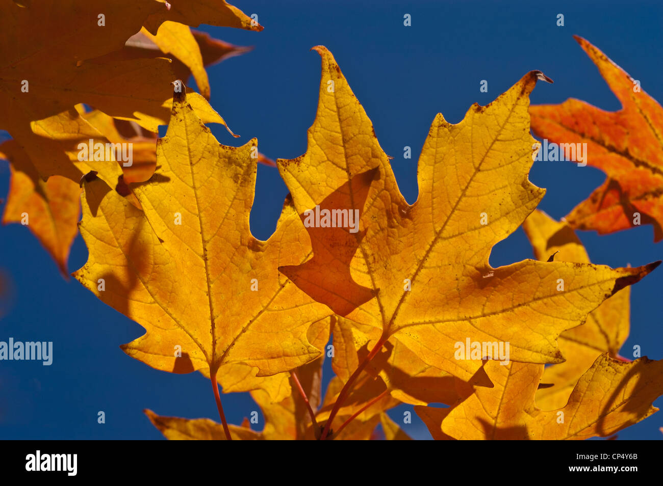 Yellow autumn fall leaves foliage of Red maple, Acer rubrum Stock Photo ...