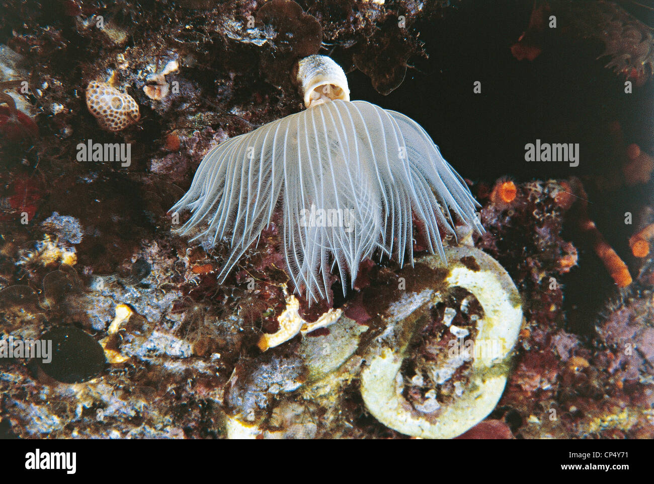 Tuscany - Island of Monte Cristo (Li), the seabed Stock Photo - Alamy