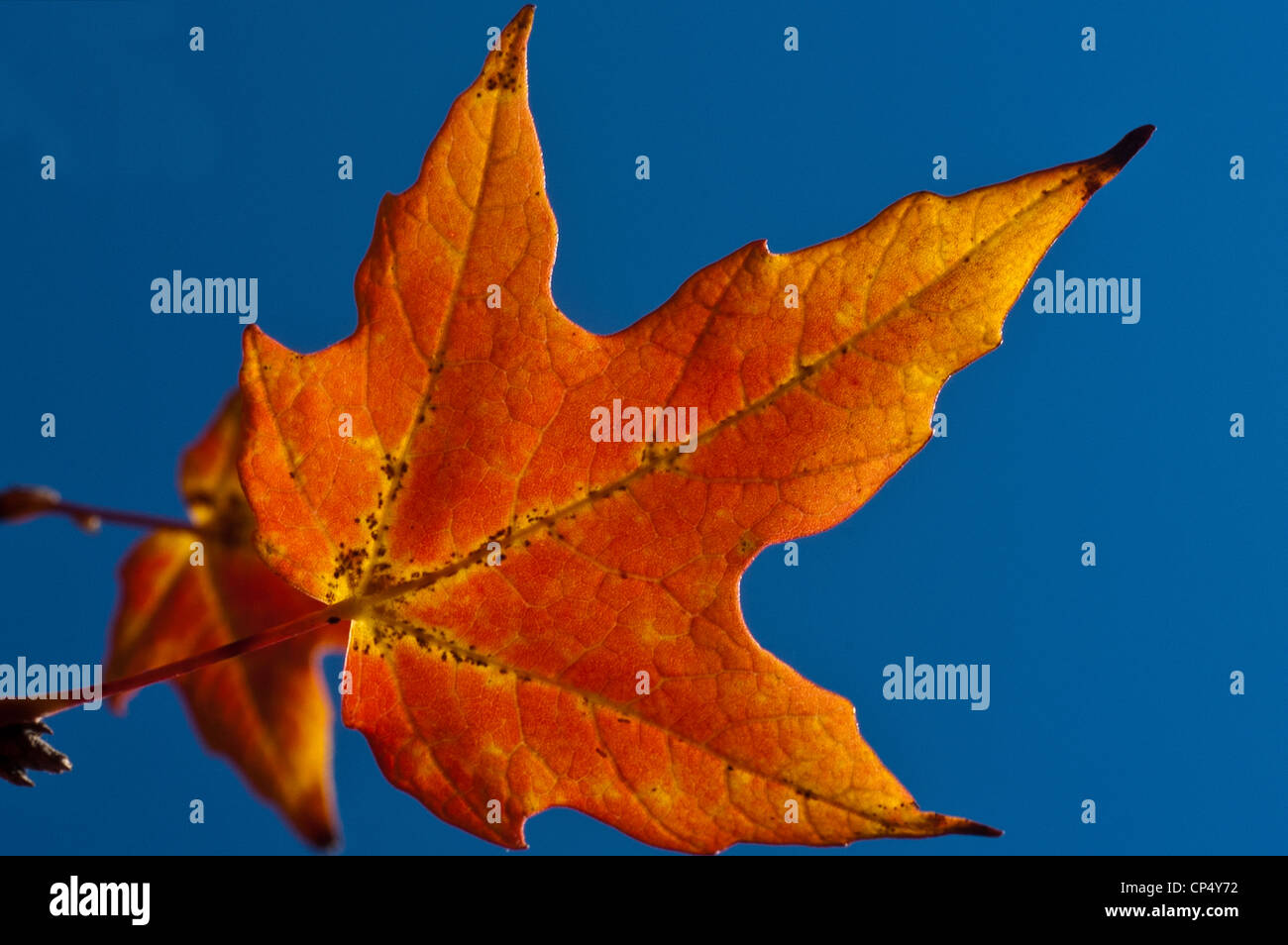Yellow autumn fall leaves foliage of Red maple, Acer rubrum Stock Photo - Alamy