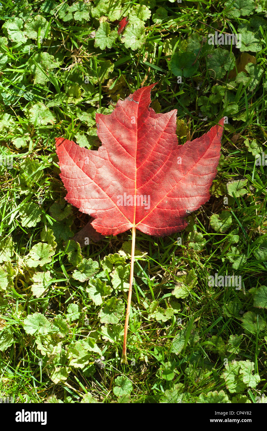 Single red autumn fall leaf foliage of Red maple, Acer rubrum Stock ...