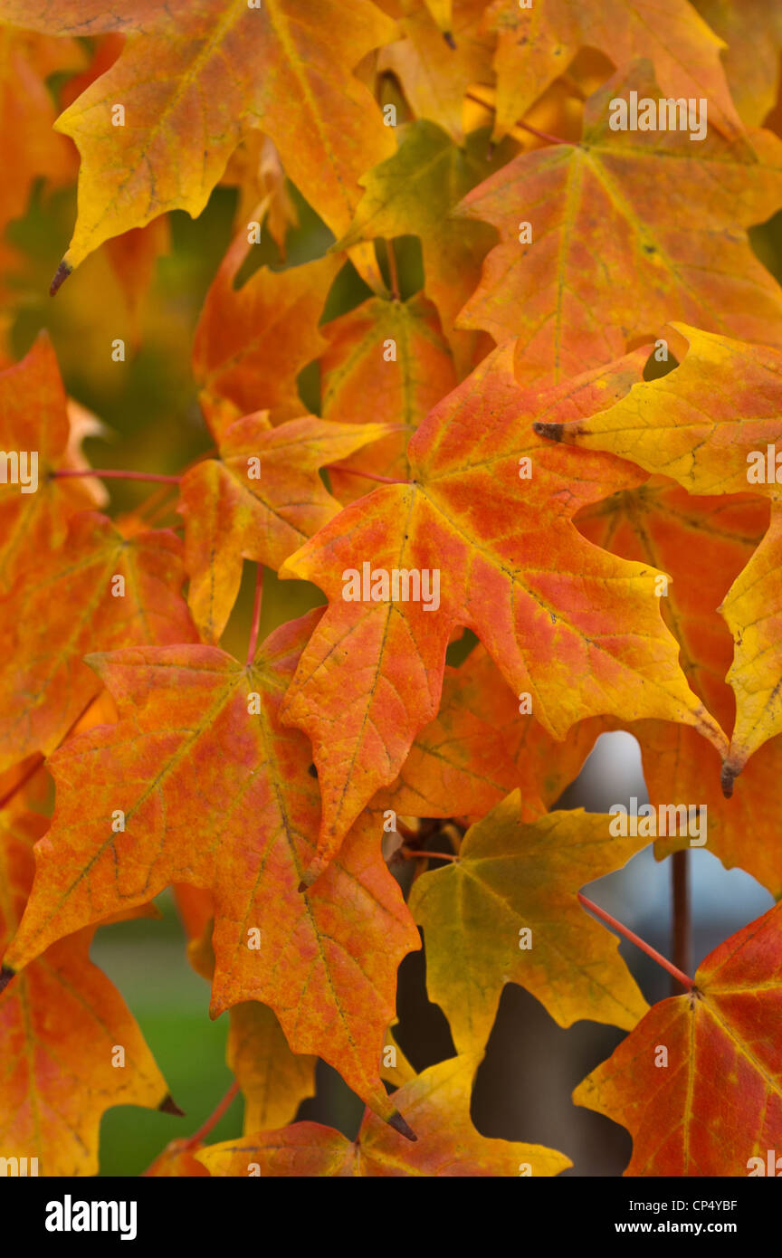 Red yellow orange autumn foliage leaves of silver maple hi-res stock ...
