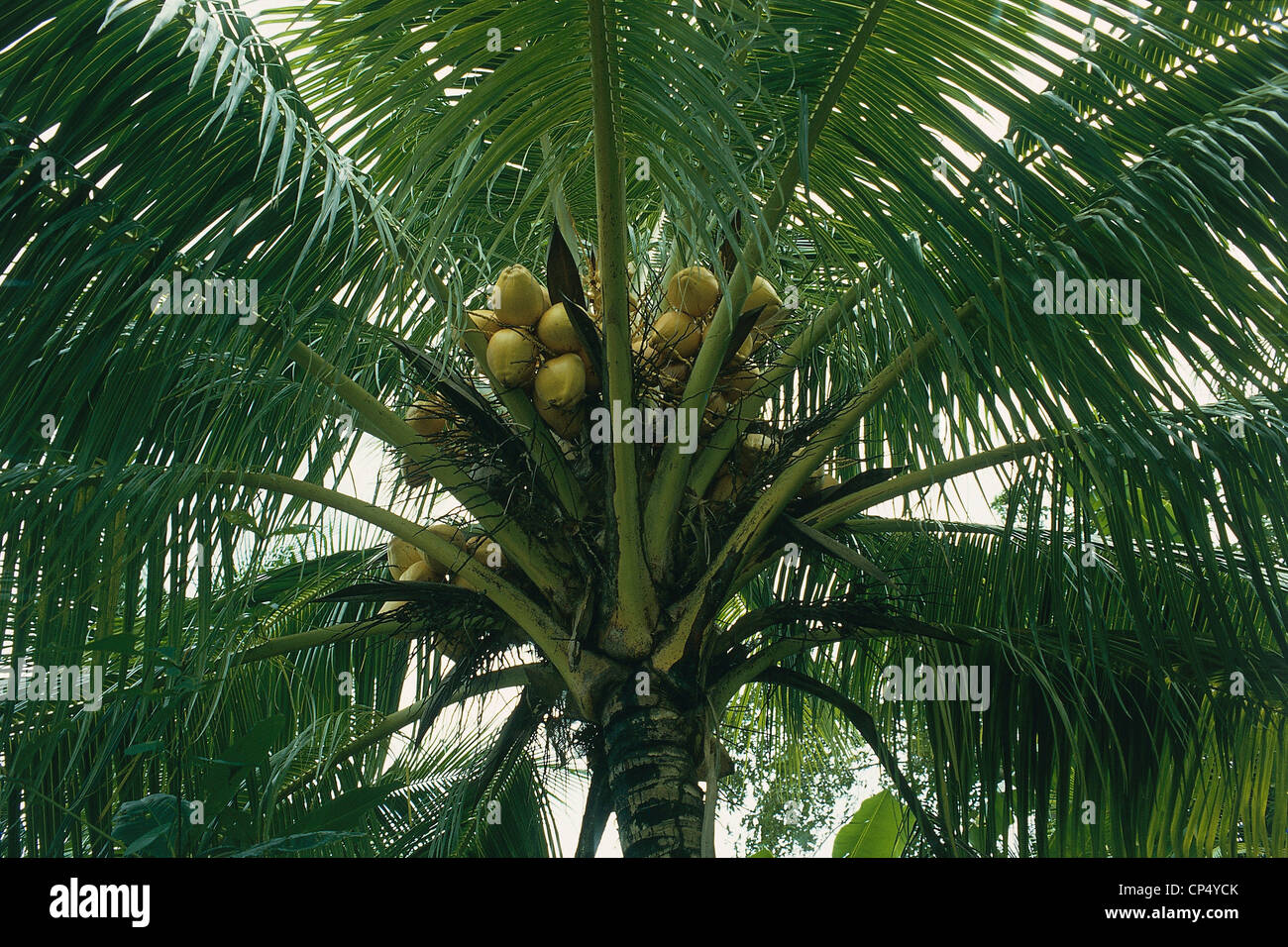 Jamaica - Palma Stock Photo - Alamy
