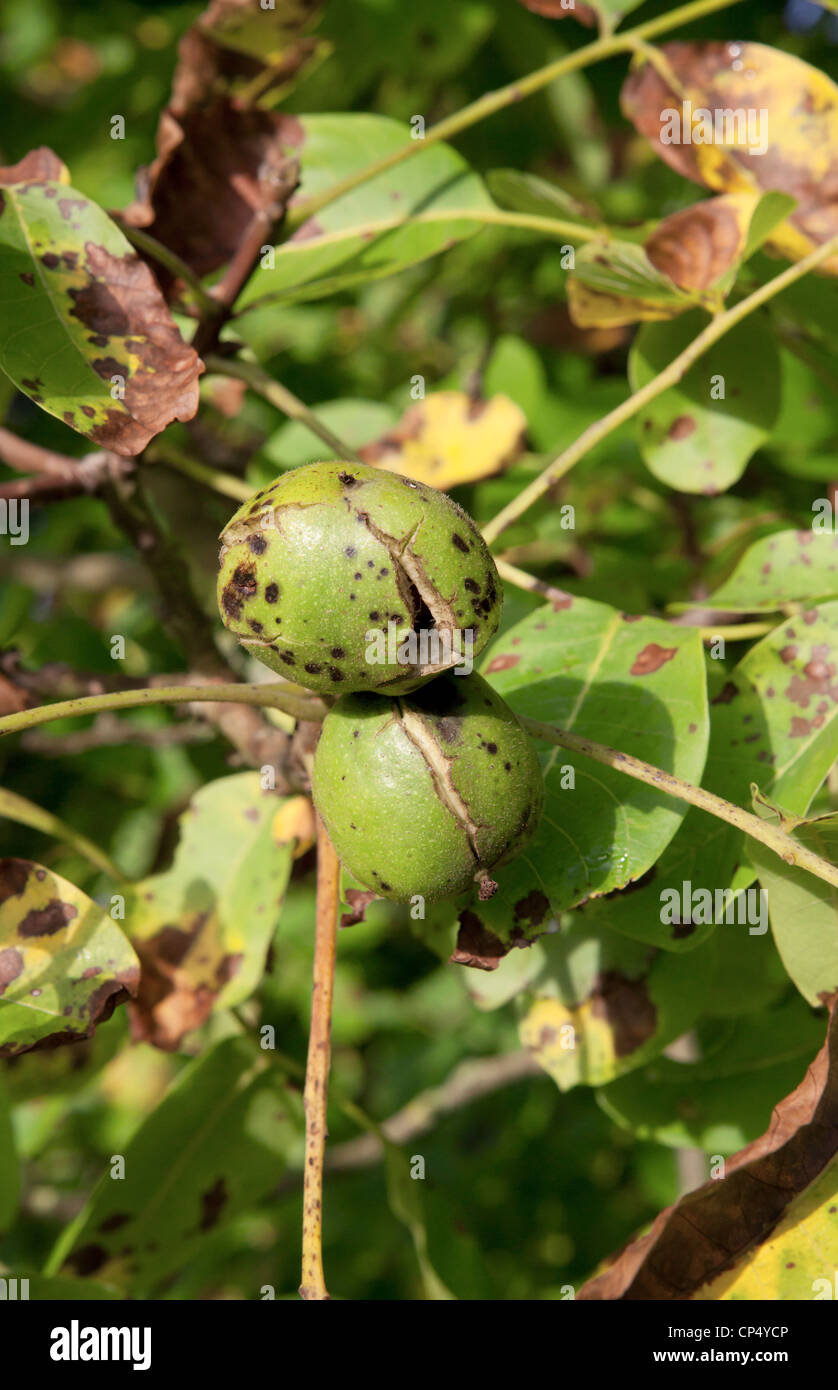 Ripen walnuts hi-res stock photography and images - Alamy