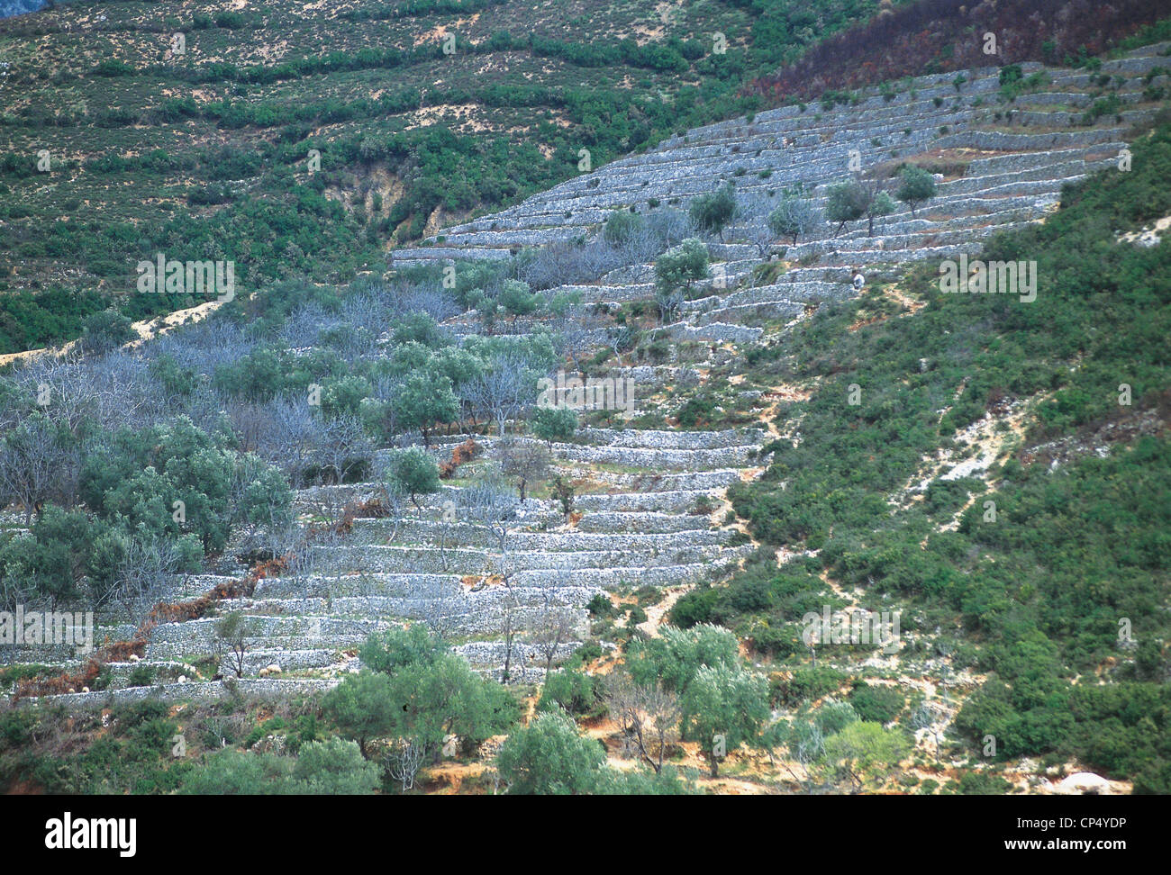 Albania - Olive groves in the vicinity of Valona (Vlora Stock Photo - Alamy