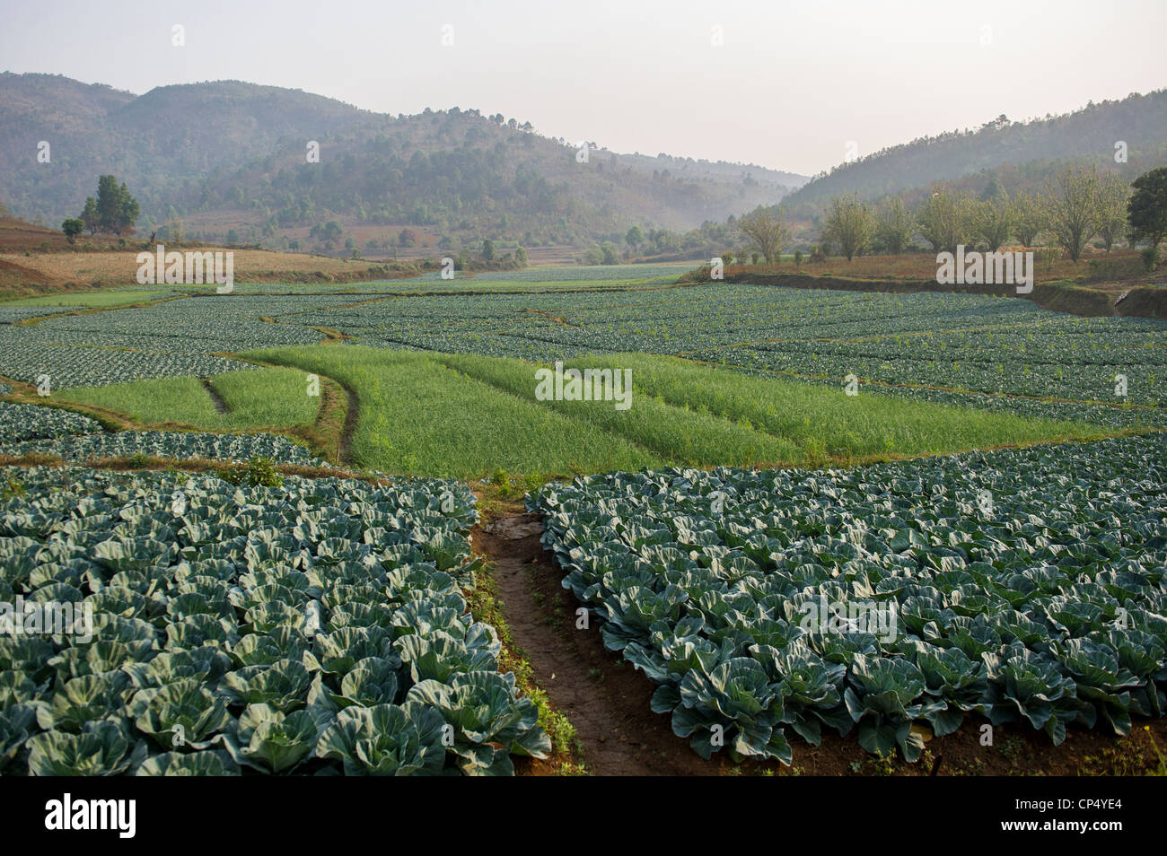 Mixed crop field in Tuanggyi area, Shan Myanmar Burma Stock Photo - Alamy
