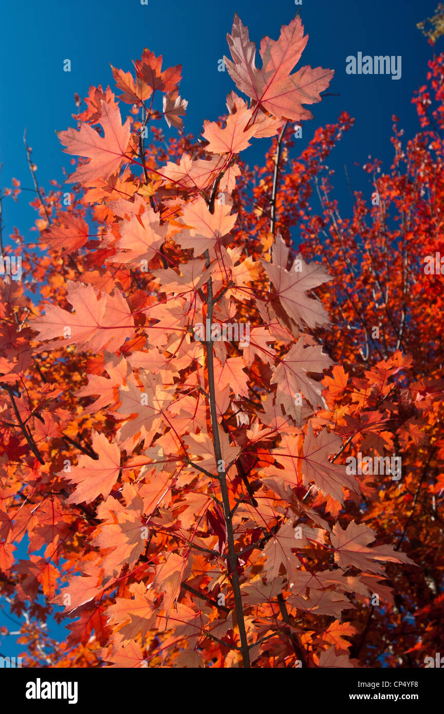 Red yellow orange autumn foliage leaves of Silver maple, Acer ...