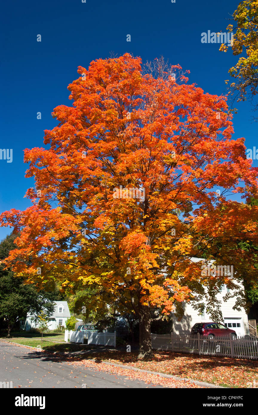 Fall Creek area, Ithaca, Autumn foliage leaves of Sugar maple Stock ...