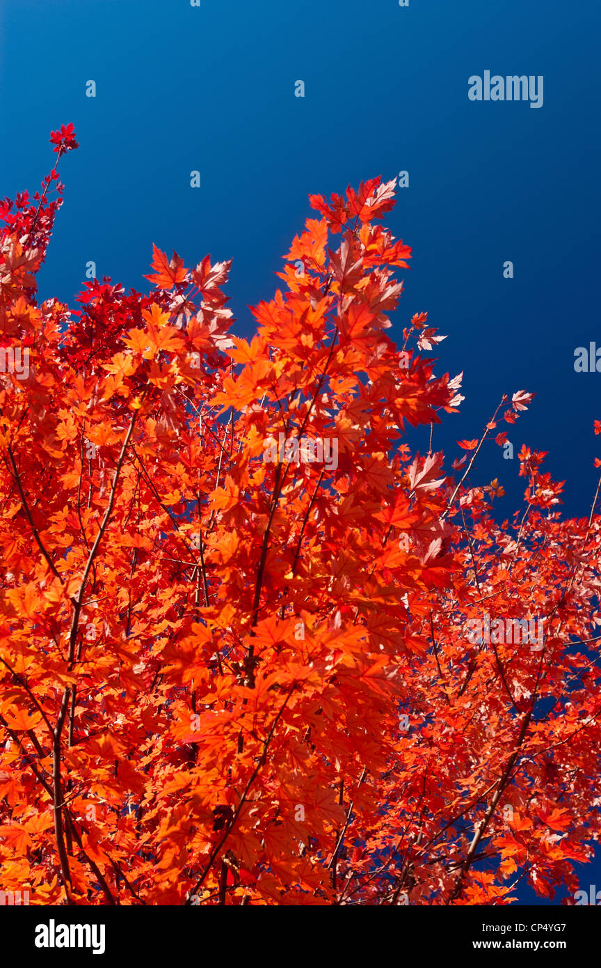 Red yellow orange autumn foliage leaves of Silver maple, Acer ...
