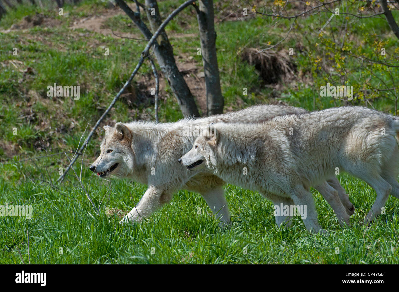 A pair of Timber Wolves Stock Photo - Alamy