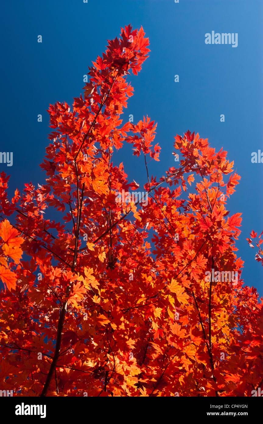 Silver maple soft maple river maple silverleaf maple white maple hi-res ...