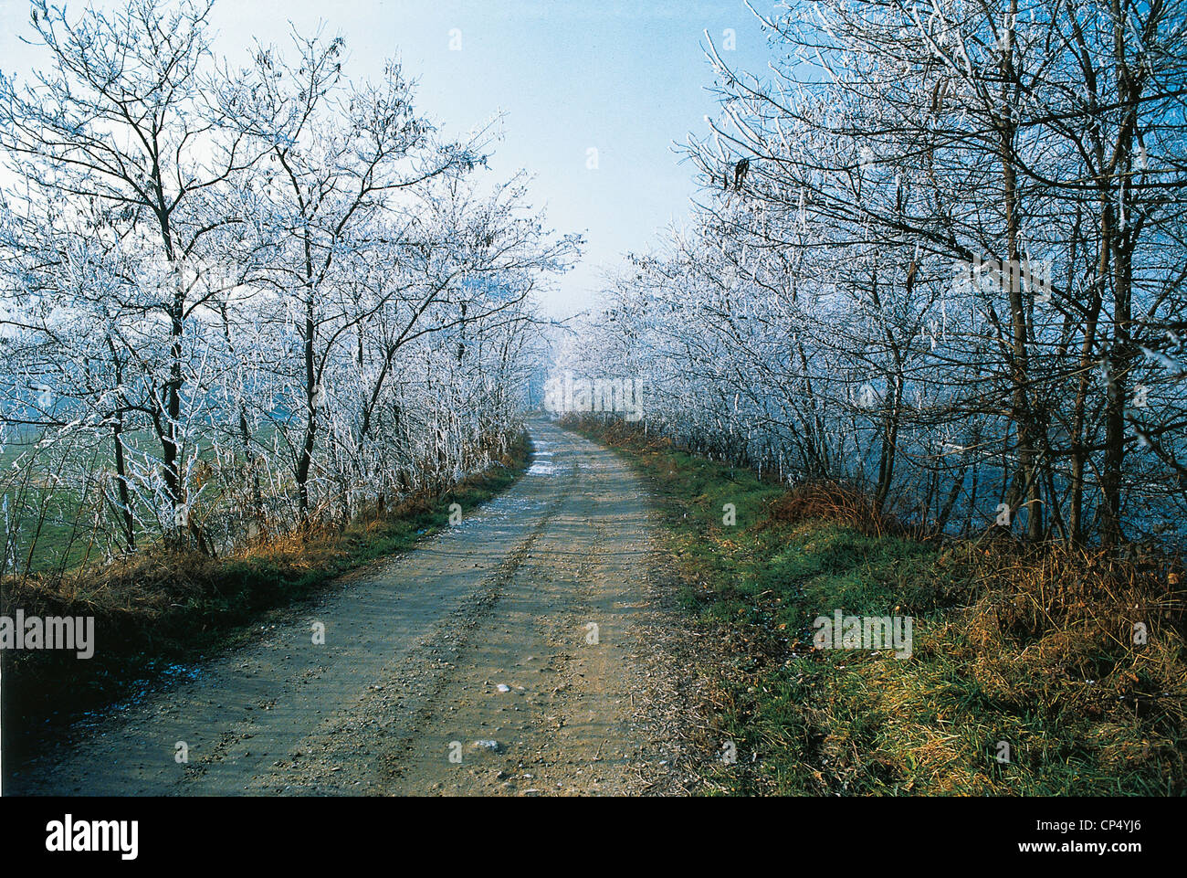 Trees With Frost Stock Photo - Alamy