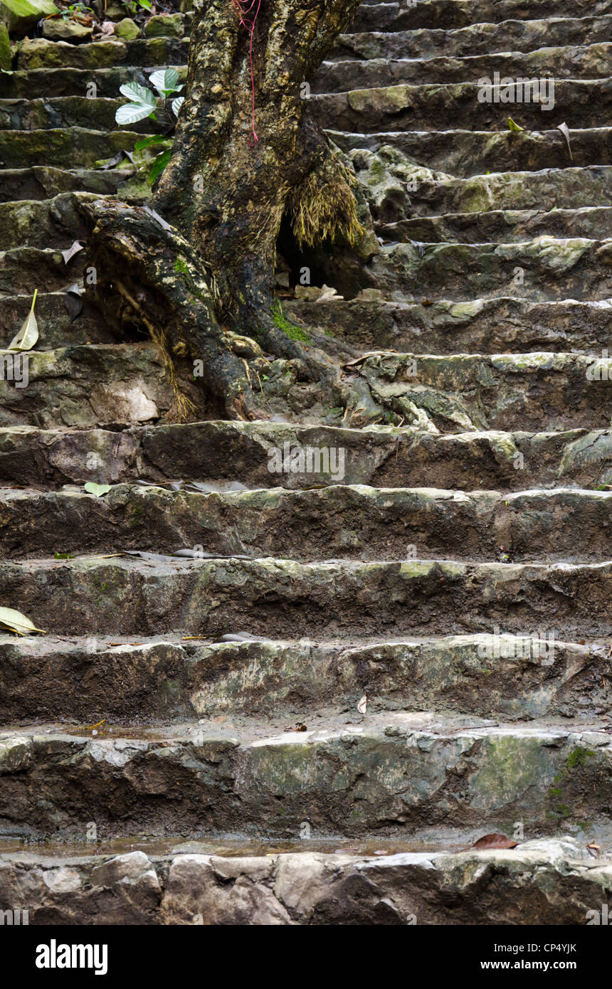 Stair stairs moss mossy tree trees root roots hi-res stock photography ...