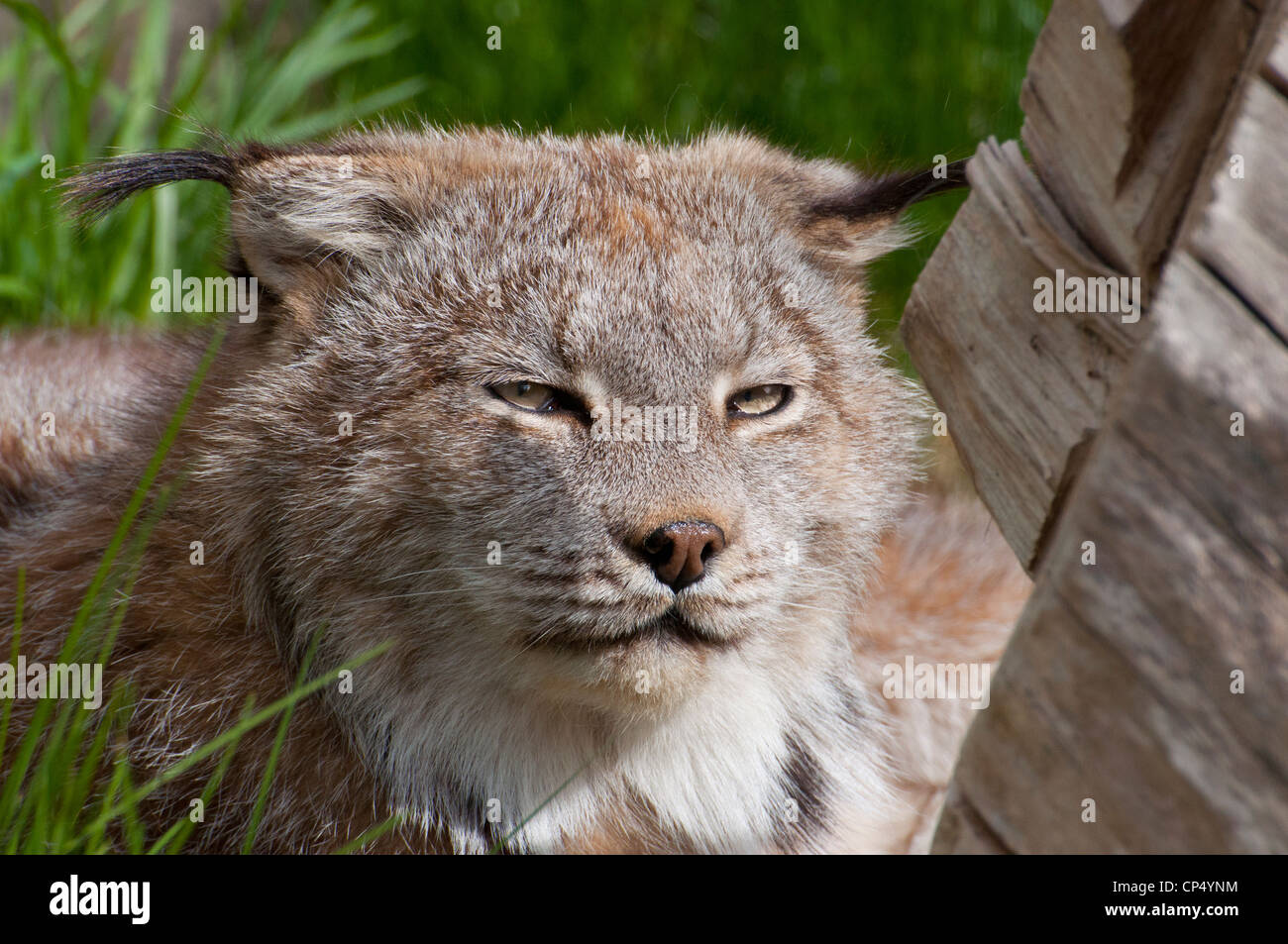 Close-up of a Canadian Lynx Stock Photo - Alamy