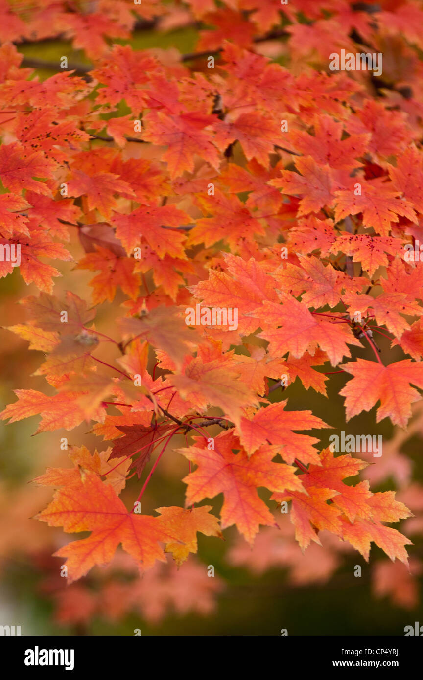 Red yellow orange autumn foliage leaves of Silver maple, Acer ...