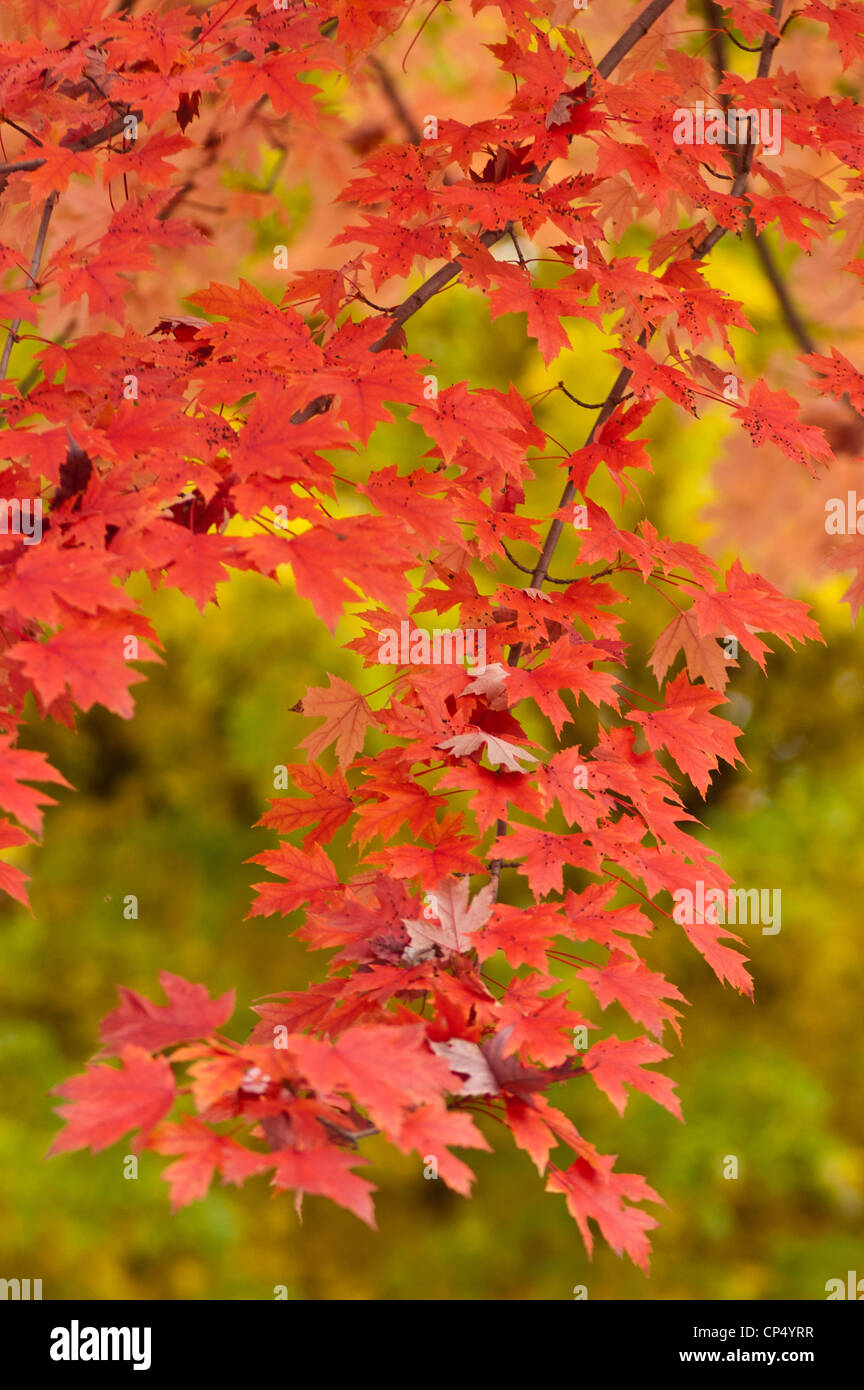 Red yellow orange autumn foliage leaves of Silver maple, Acer ...